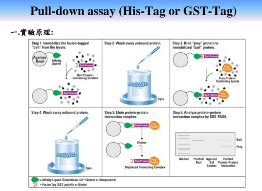 GST pull-down assay_百度百科