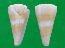 浦岛芋螺_百度百科