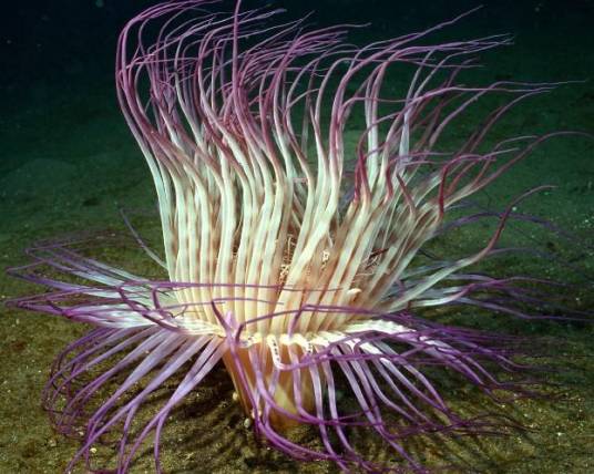 曲道喜石海葵_百度百科