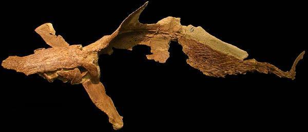 鲟形目_百度百科