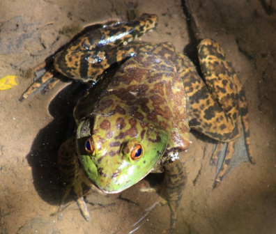 美洲牛蛙_百度百科