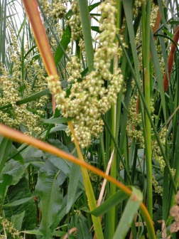 Rumex hydrolapathum_百度百科
