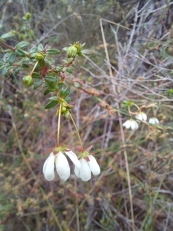 Bauera microphylla_百度百科