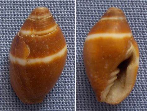 耳笔螺_百度百科