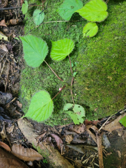 Begonia erminea_百度百科
