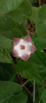 Polystemma guatemalense_百度百科