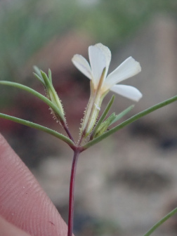 Linanthus jonesii_百度百科