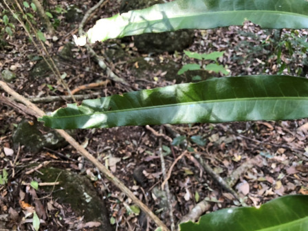 Atalaya multiflora_百度百科