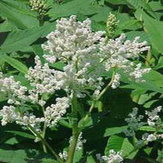 Persicaria polymorpha_百度百科