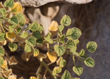 Cleome droserifolia_百度百科