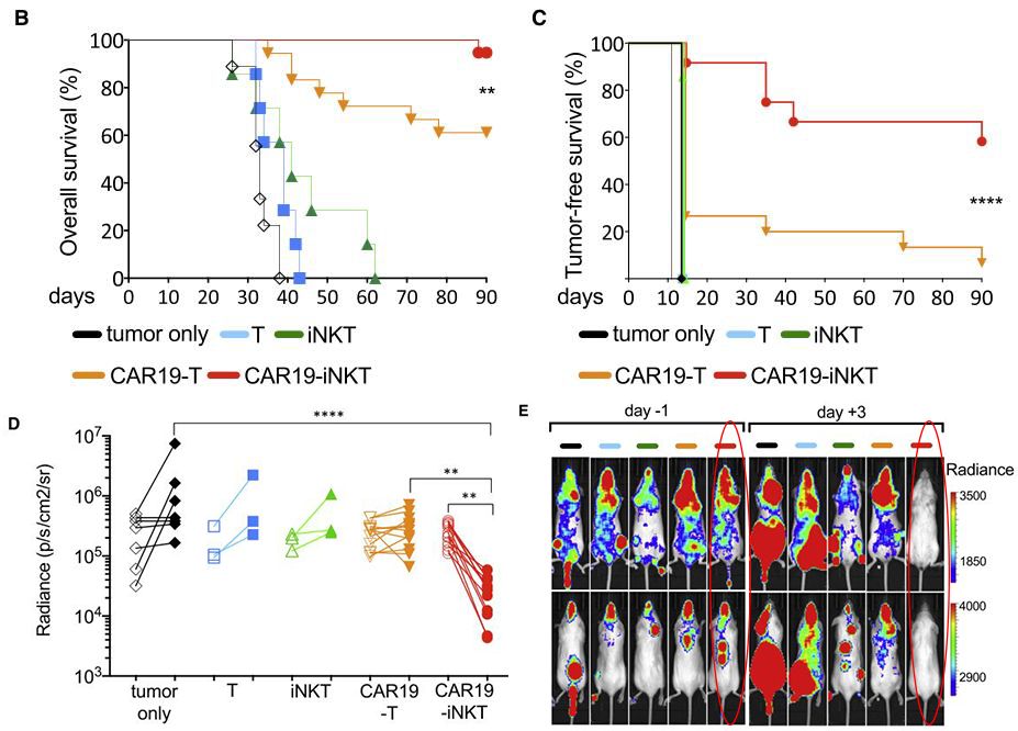 CAR-iNKT——更有效的癌症「现货」免疫疗法_百科TA说