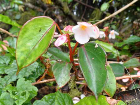 Begonia subalpestris_百度百科