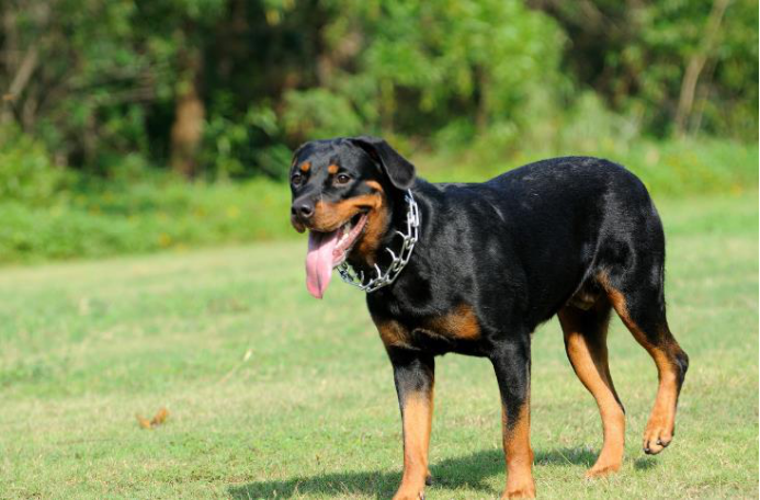 出色的家庭守护犬——罗威纳犬_百科TA说
