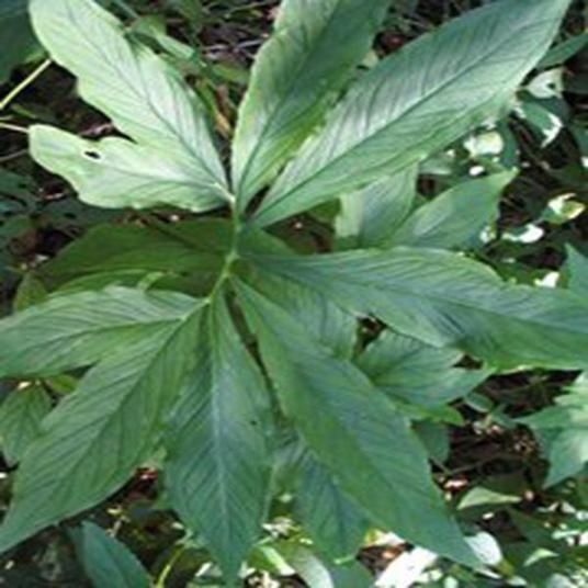 Pinellia pedatisecta_百度百科