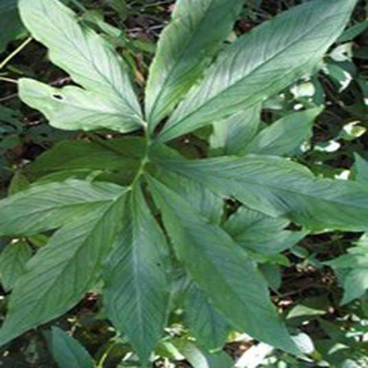 Pinellia pedatisecta_百度百科