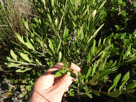 Olea exasperata_百度百科