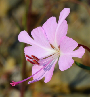 Clarkia breweri_百度百科