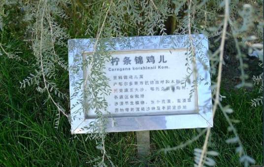 柠条锦鸡儿群体NJJE-19_百度百科