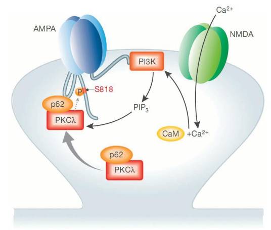 Grb2蛋白_百度百科