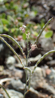 Streptanthus batrachopus_百度百科
