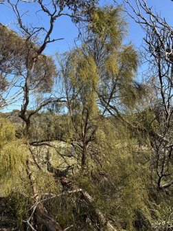 Exocarpos sparteus_百度百科