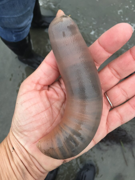 单环刺螠_百度百科