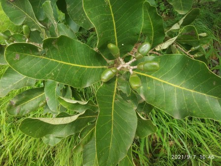 Semecarpus anacardium_百度百科
