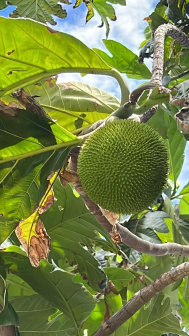 Artocarpus camansi_百度百科