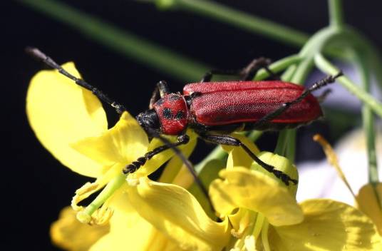 樟红天牛_百度百科