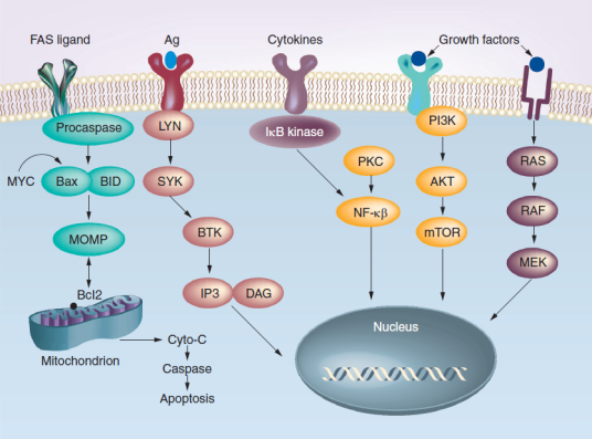 Amsacta moorei由昆虫痘病毒进行细胞凋亡(IAP)基因的抑制剂的功能性分析_百度百科