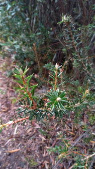 Planocarpa sulcata_百度百科