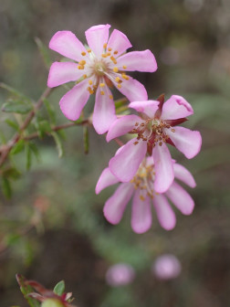 Bauera microphylla_百度百科