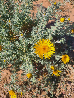 Anvillea garcinii_百度百科