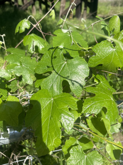 Vitis mustangensis_百度百科