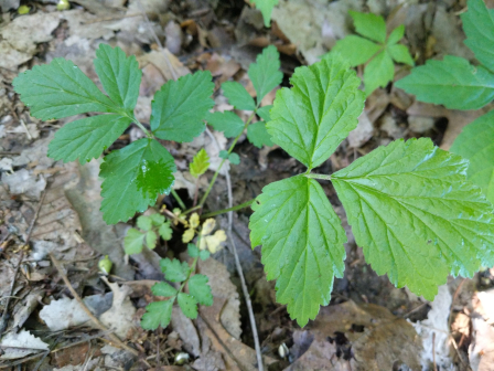 Geum canadense_百度百科