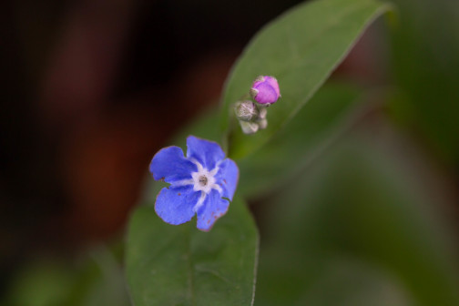 Omphalodes nitida_百度百科