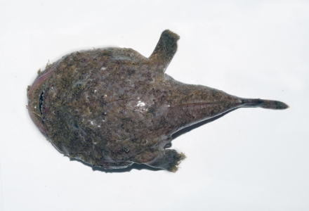 黑鮟鱇_百度百科