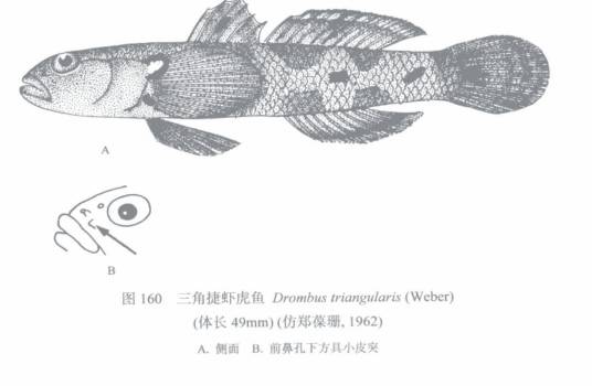 三角捷虾虎鱼_百度百科