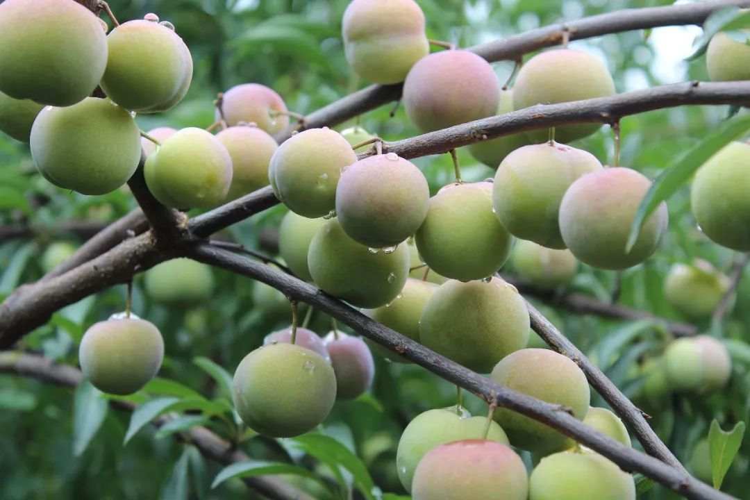 绥江半边红李子_百度百科