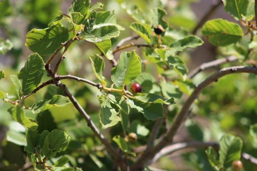 Frangula rupestris_百度百科