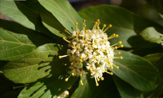 泰梭罗树_百度百科