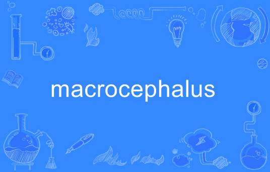 macrocephalus_百度百科