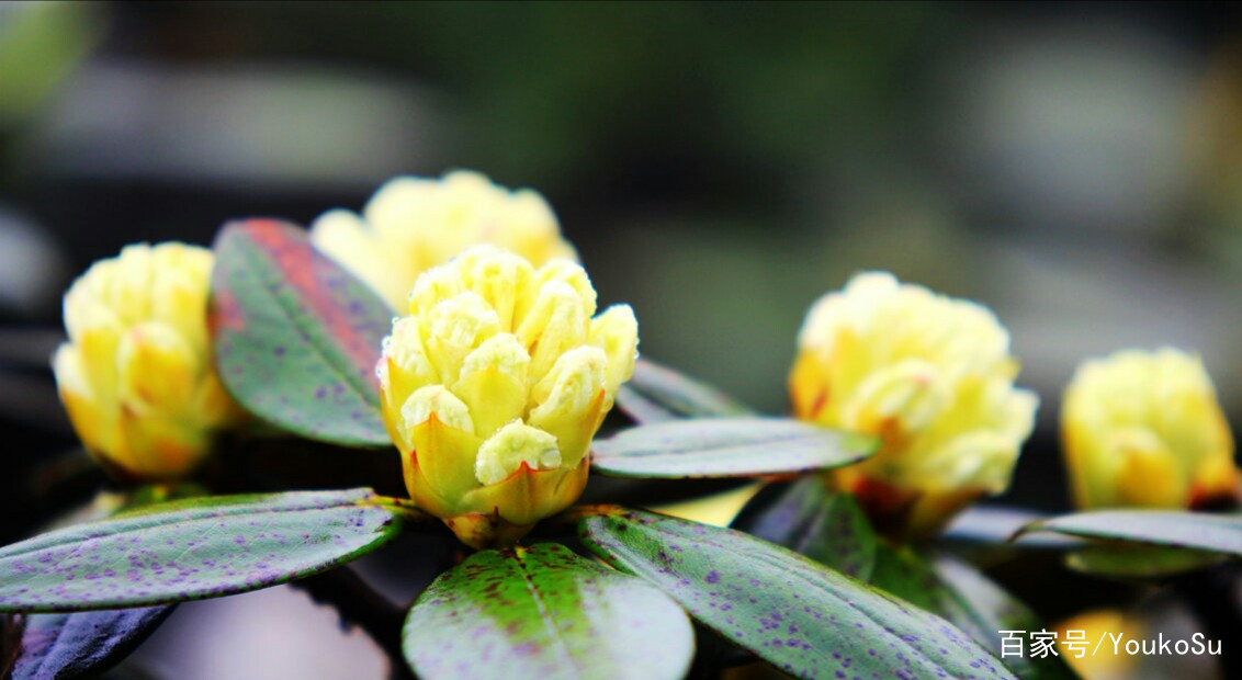 大理苍山迎来野生杜鹃花最佳观赏期！_百科TA说