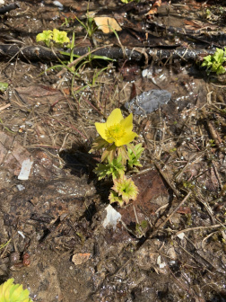 Trollius acaulis_百度百科
