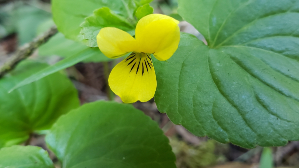 Viola glabella_百度百科