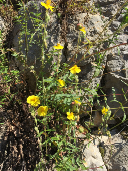 Helianthemum nummularium_百度百科