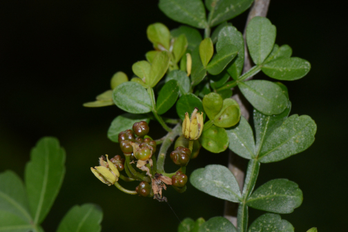 Harrisonia abyssinica_百度百科