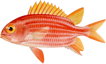 红双棘鳂_百度百科