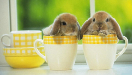 兔（兔科兔属动物）_百度百科