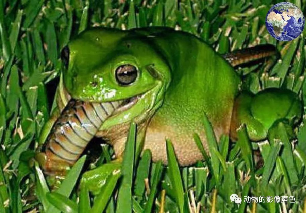 凶悍的美洲牛蛙，可以将自己的天敌毒蛇咬死_百科TA说